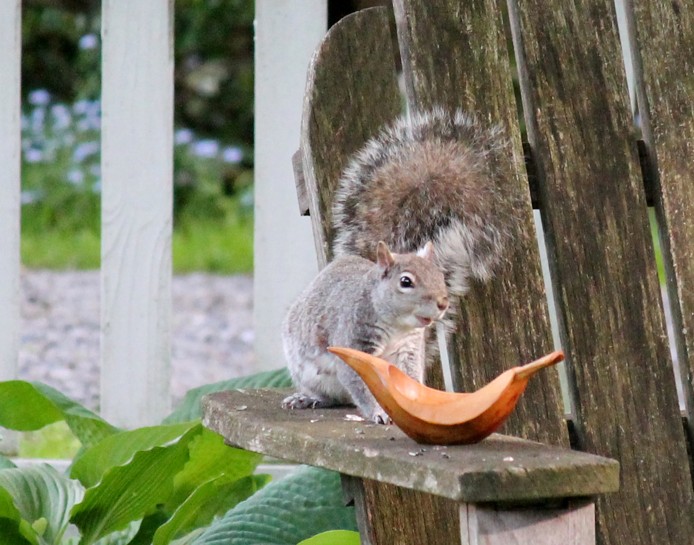 Squirrels Love Bird Bowls | David Fisher, Carving Explorations