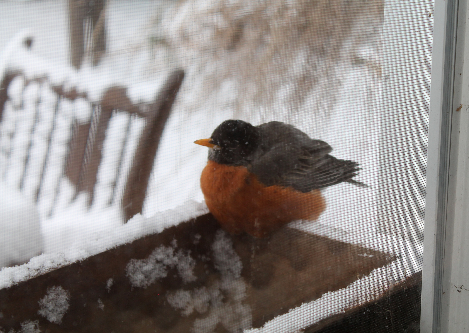 Winter Window | David Fisher, Carving Explorations