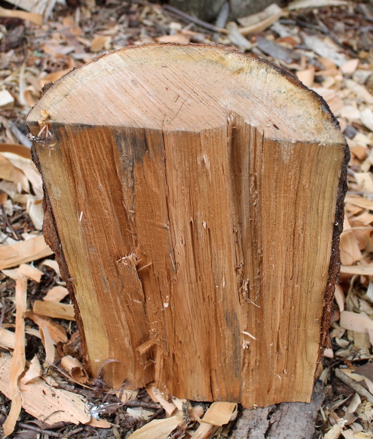 Dealing with Interlocked Grain | David Fisher, Carving Explorations