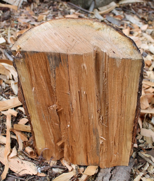 Dealing with Interlocked Grain | David Fisher, Carving Explorations