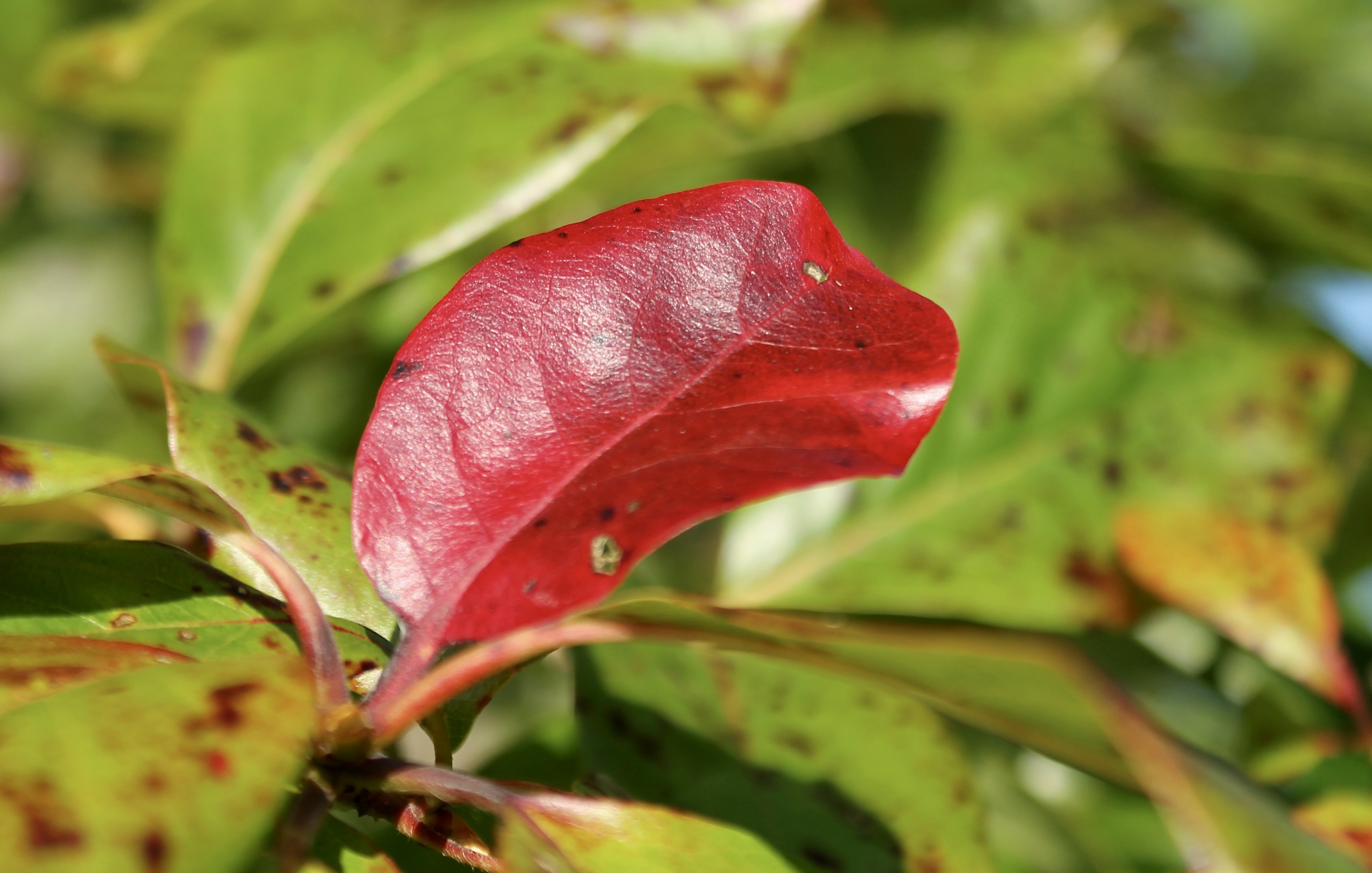 Blog | David Fisher, Carving Explorations | Page 7