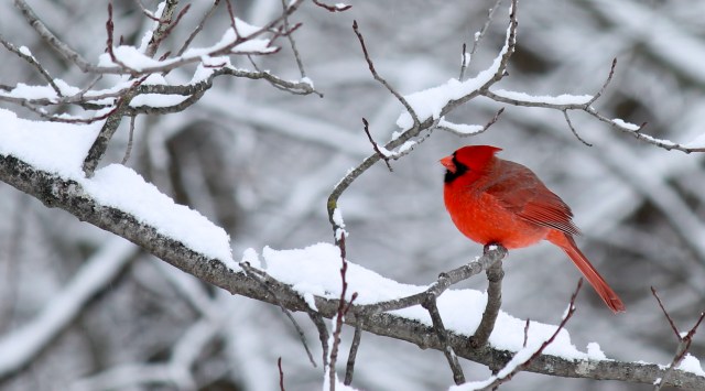 Hal Borland on Snow | David Fisher, Carving Explorations