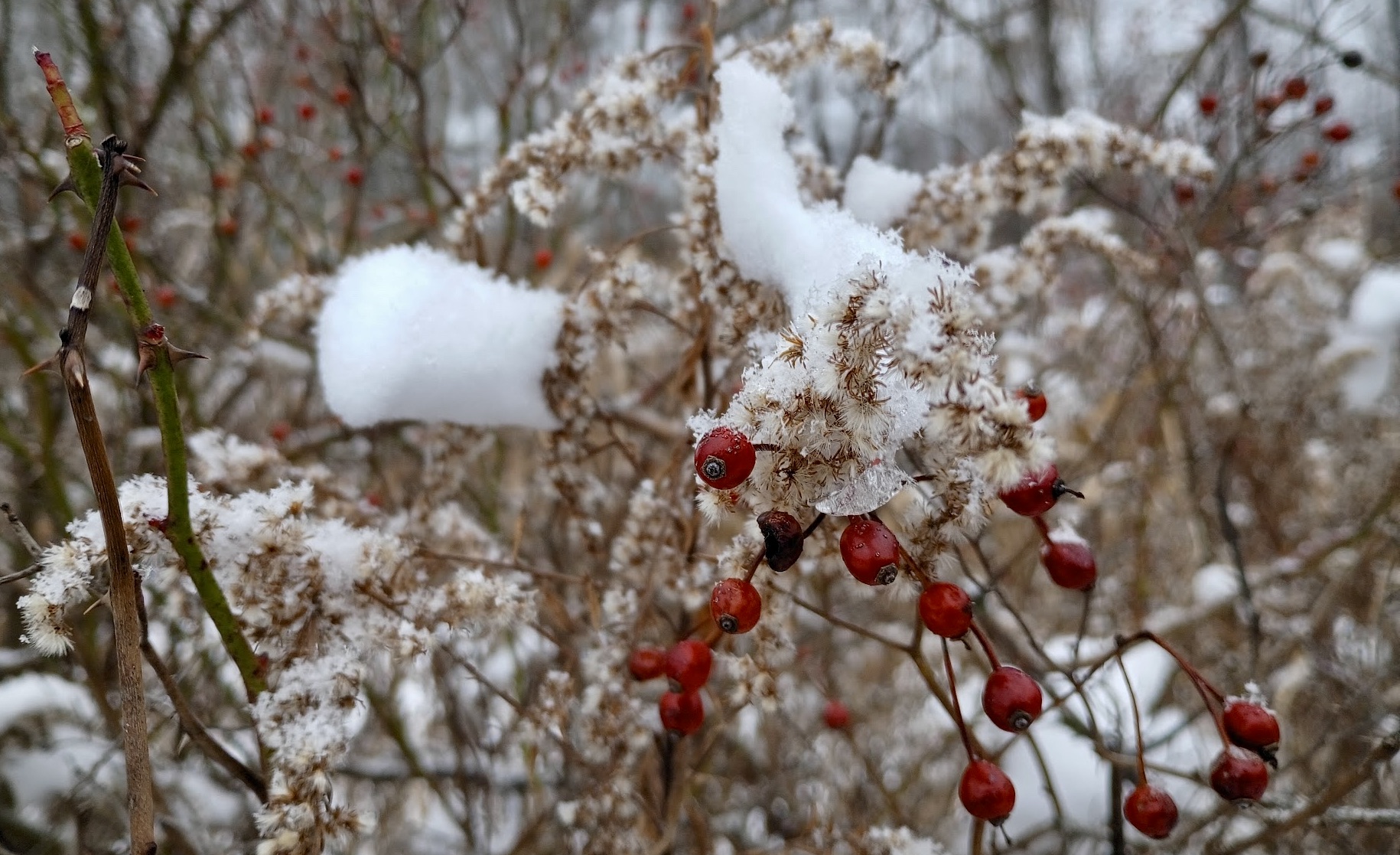 Hal Borland on Snow | David Fisher, Carving Explorations